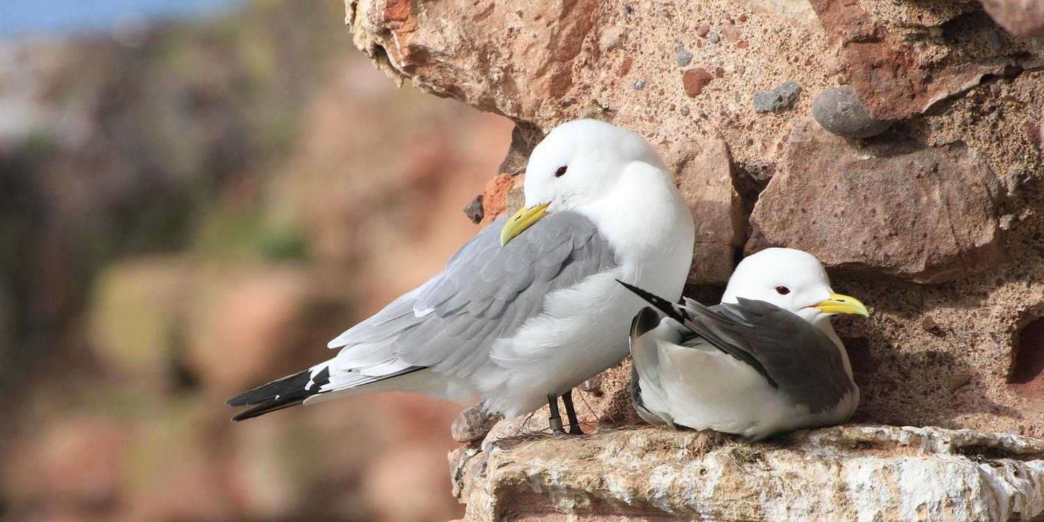 Scottish Seabird Centre