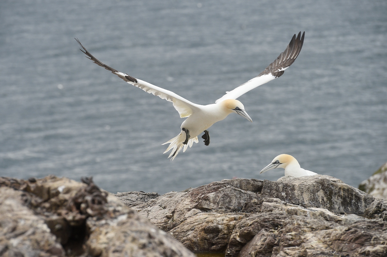 Marine Fest - Catamaran Evening Cruise - Scottish Seabird Centre