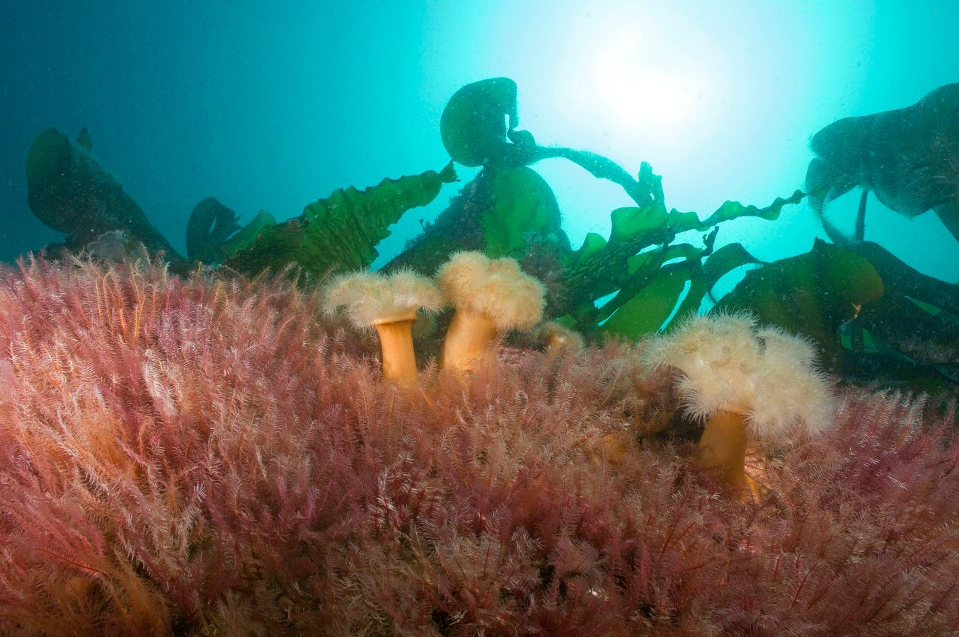 Meet the Scientist - Examining Scotland's marine habitats through a ...