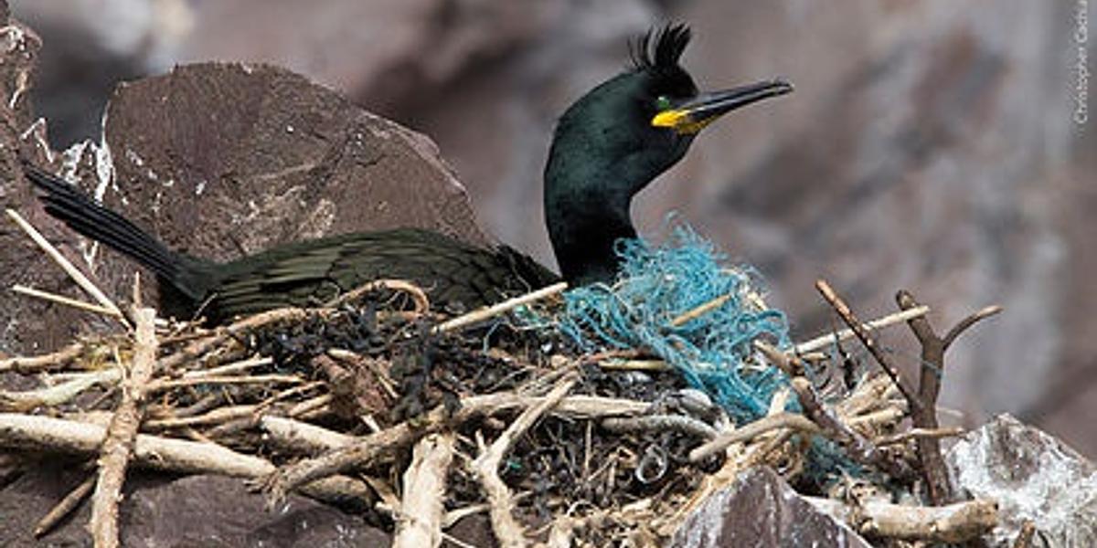 Meet the Scientist - Evening Talks - Scottish Seabird Centre