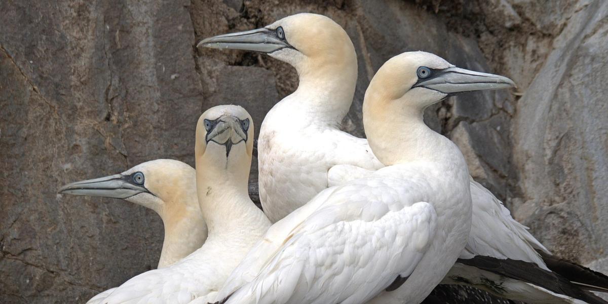 Scottish Seabird Centre