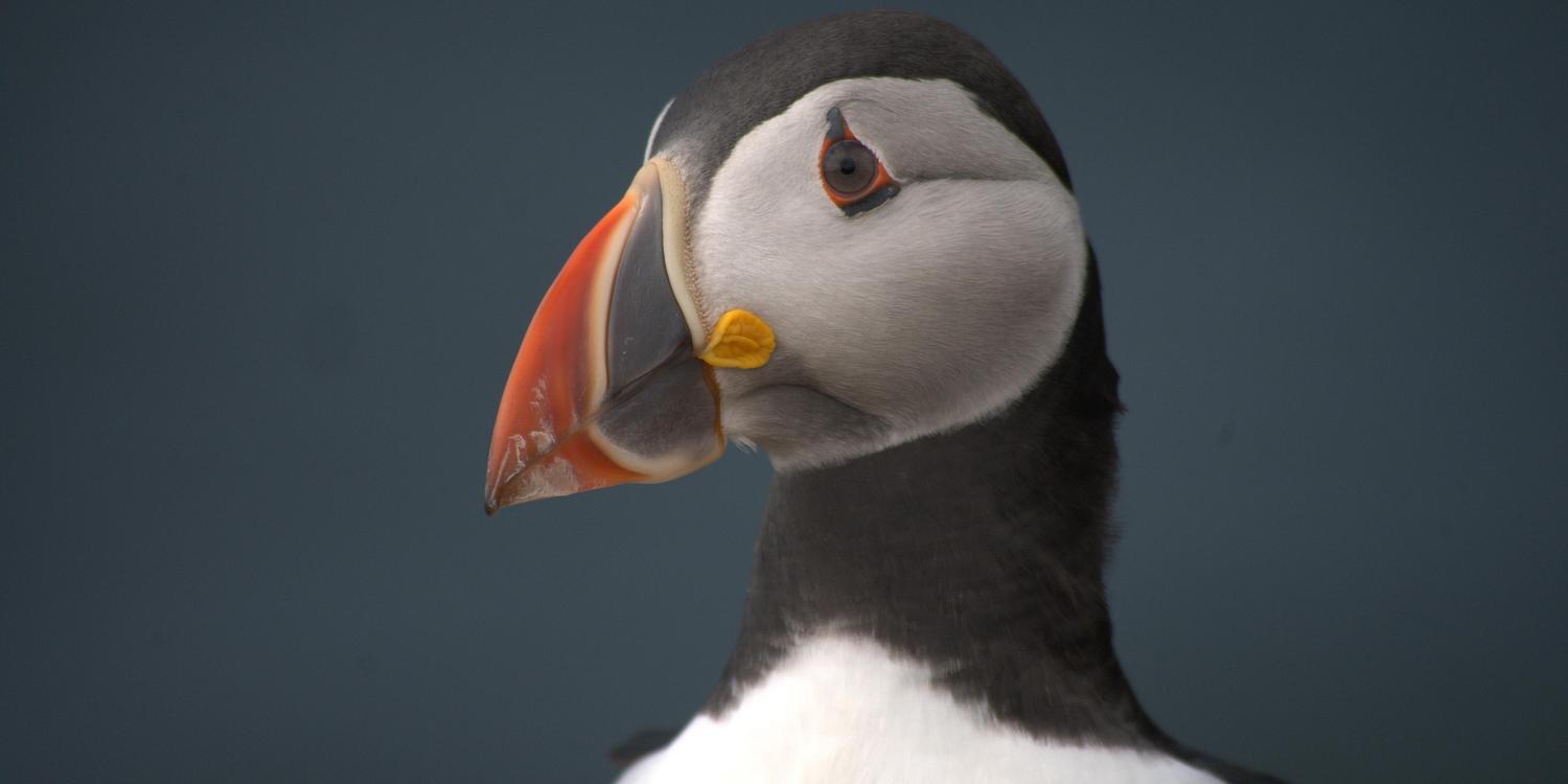 Scottish Seabird Centre
