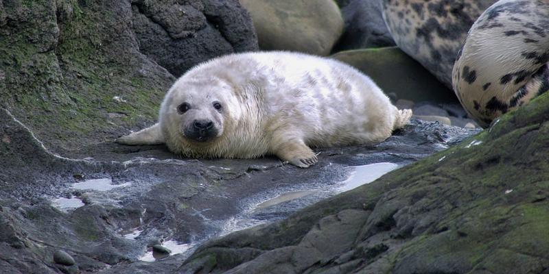 Scottish Seabird Centre, Conservation Highlights of 2024 - Scottish ...