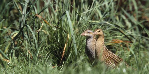 Corncrake Conservation with RSPB - Scottish Seabird Centre