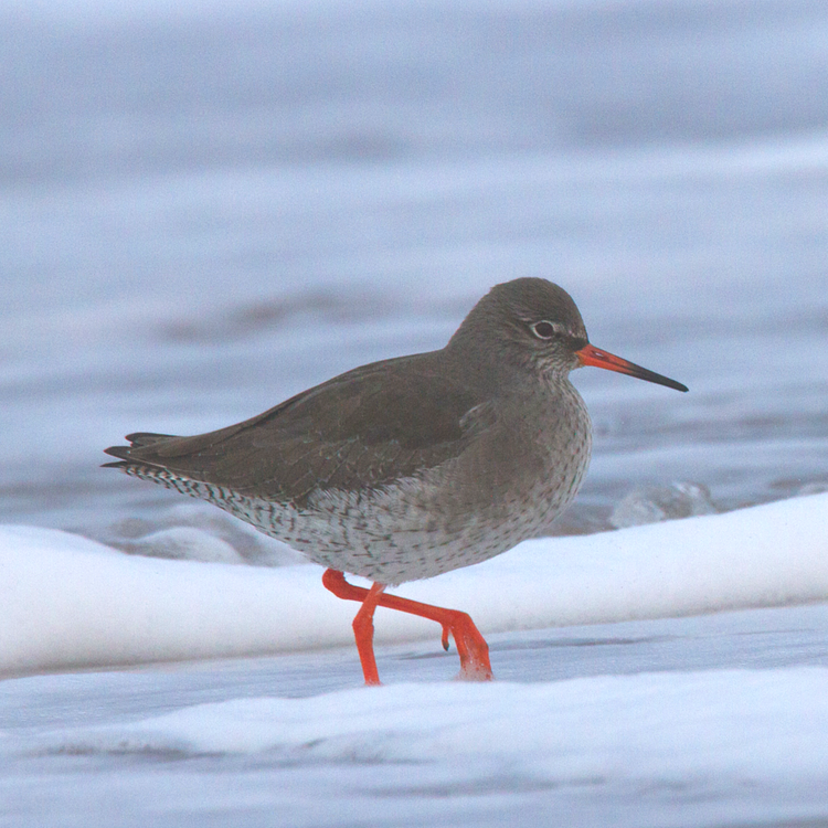 Wildlife - Scottish Seabird Centre