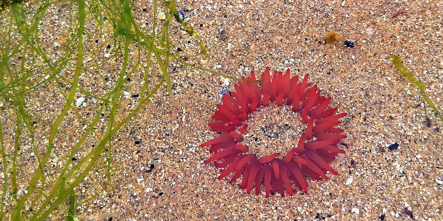 Scottish Seabird Centre