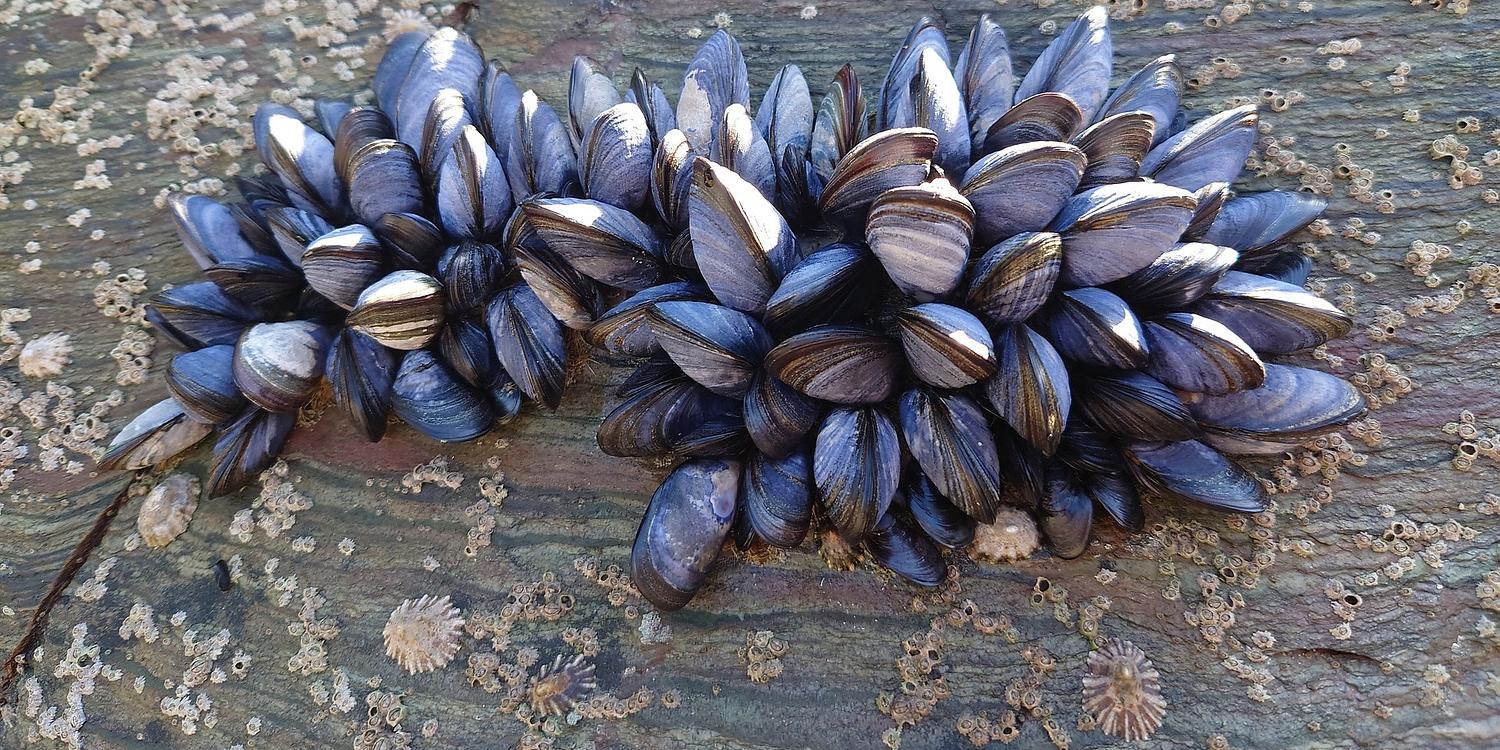 Scottish Seabird Centre