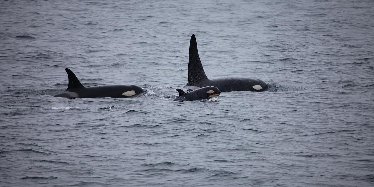 Scottish Seabird Centre