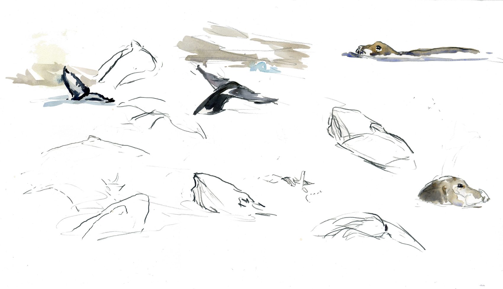 Marine Fest - Drawing at Sea - Scottish Seabird Centre