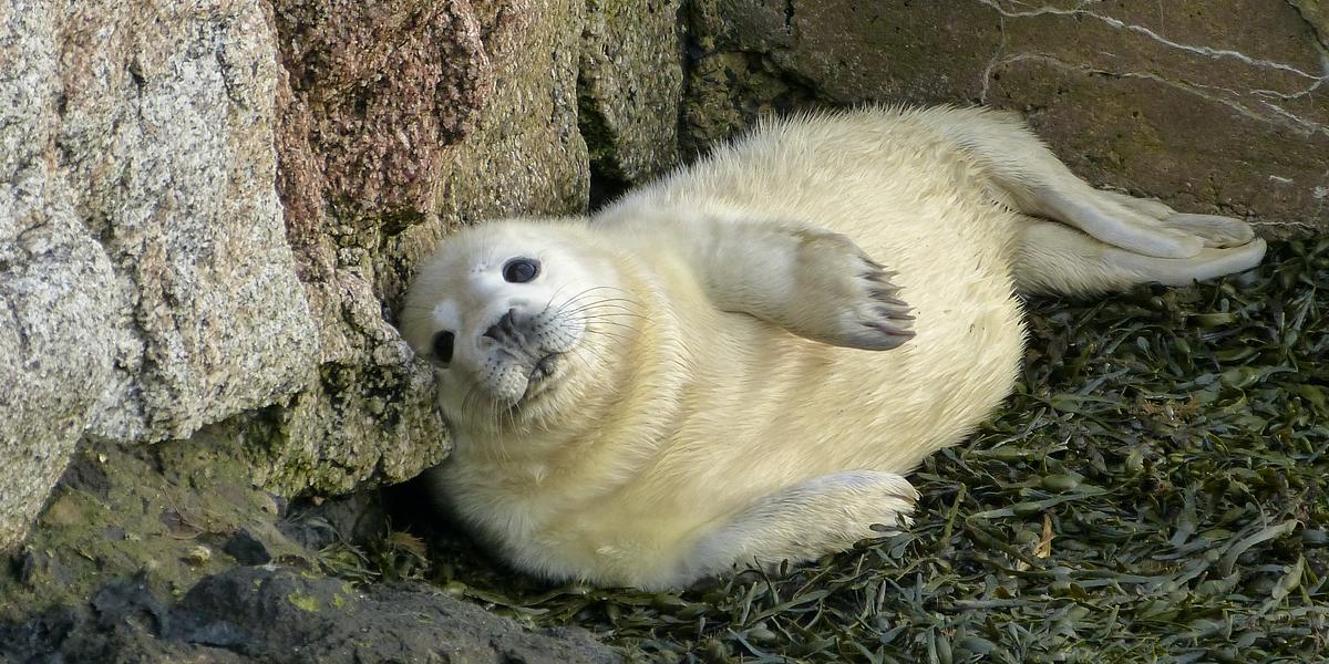 Scottish Seabird Centre