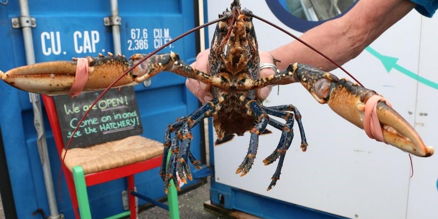 Marine Fest - Be a Marine Biologist for the Day - Scottish Seabird Centre