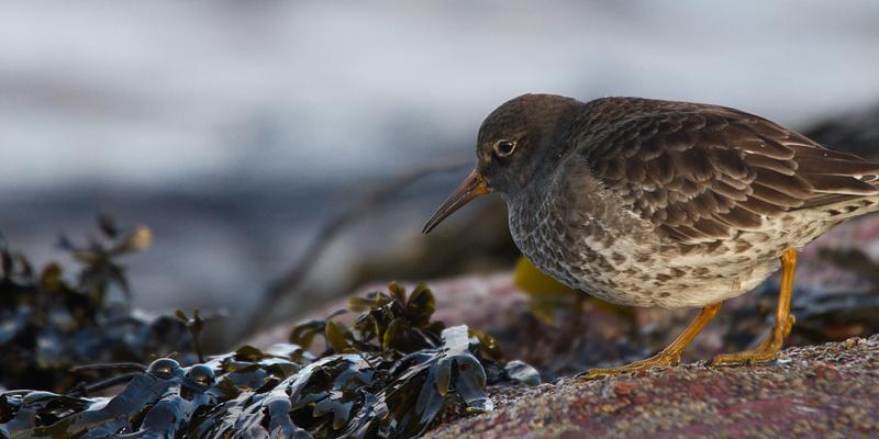 Scottish Seabird Centre