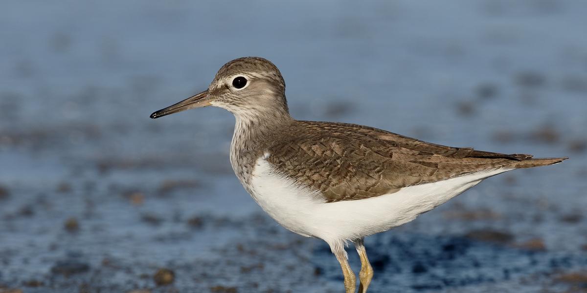 Scottish Seabird Centre