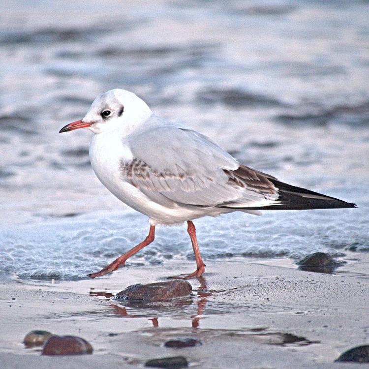 Wildlife - Scottish Seabird Centre