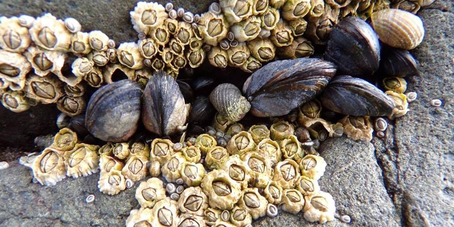 Scottish Seabird Centre