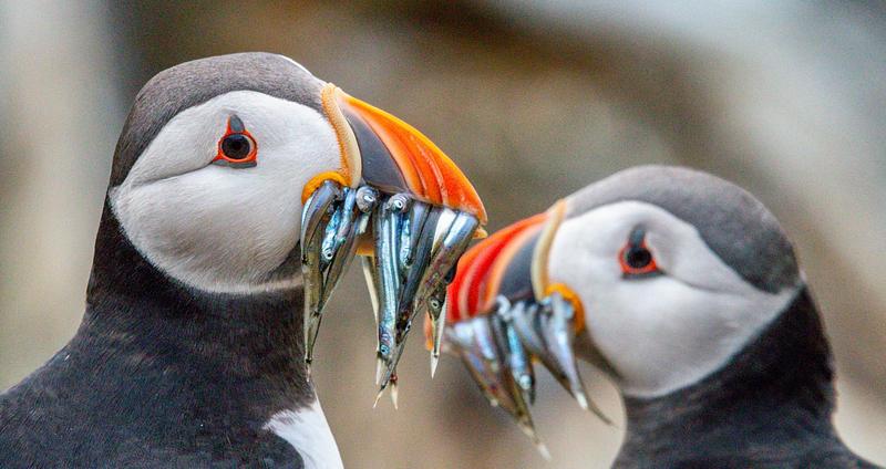 Seabirds under pressure - Scottish Seabird Centre
