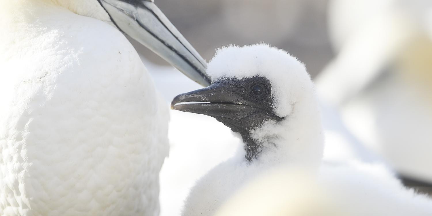 Scottish Guga Hunt - Scottish Seabird Centre