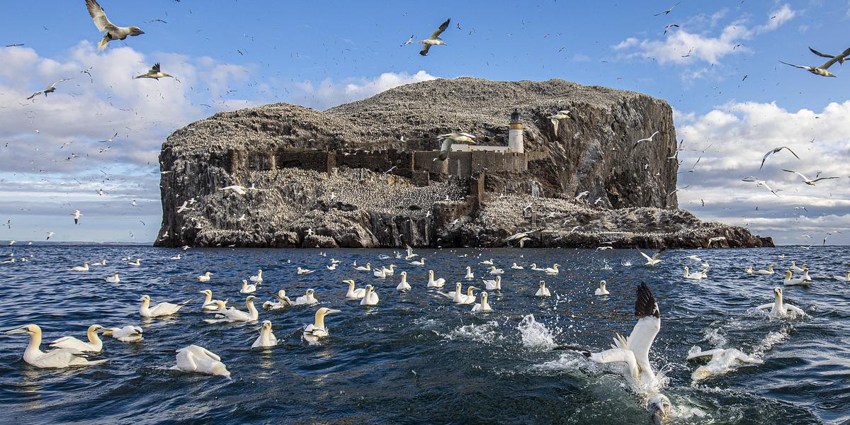 Scottish Seabird Centre
