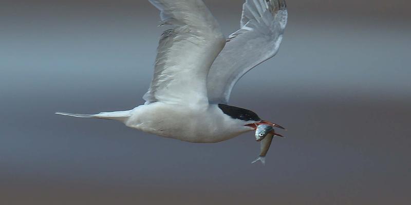 Scottish Seabird Centre