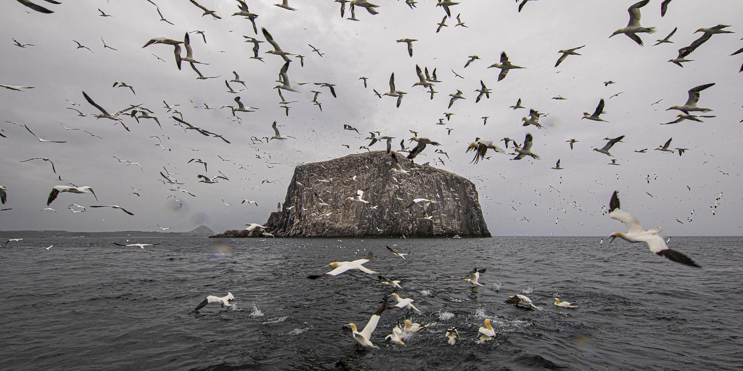 Our Seabird colonies are Scotland's Great Barrier Reef and must be ...