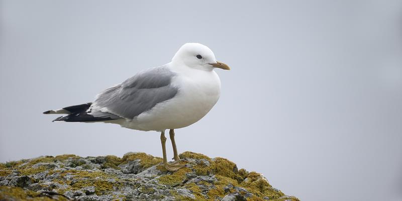 Scottish Seabird Centre
