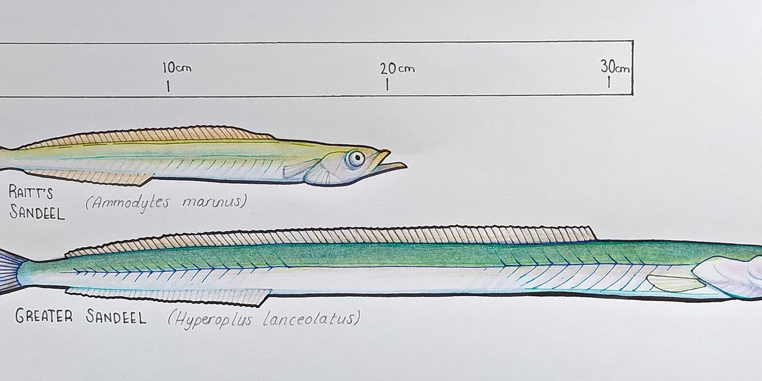 A discussion about sandeels and the future of sandeel fisheries in ...