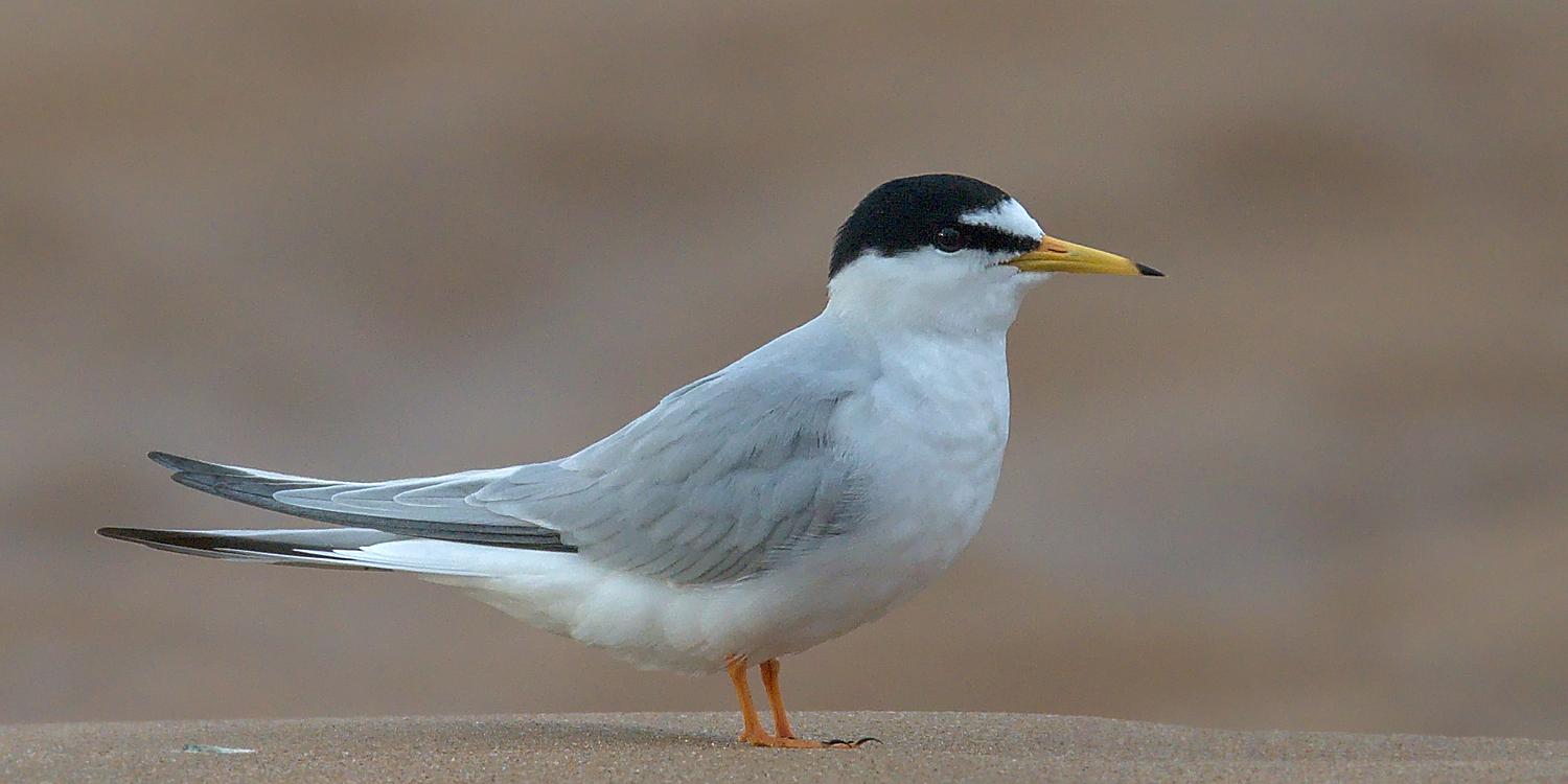 Scottish Seabird Centre