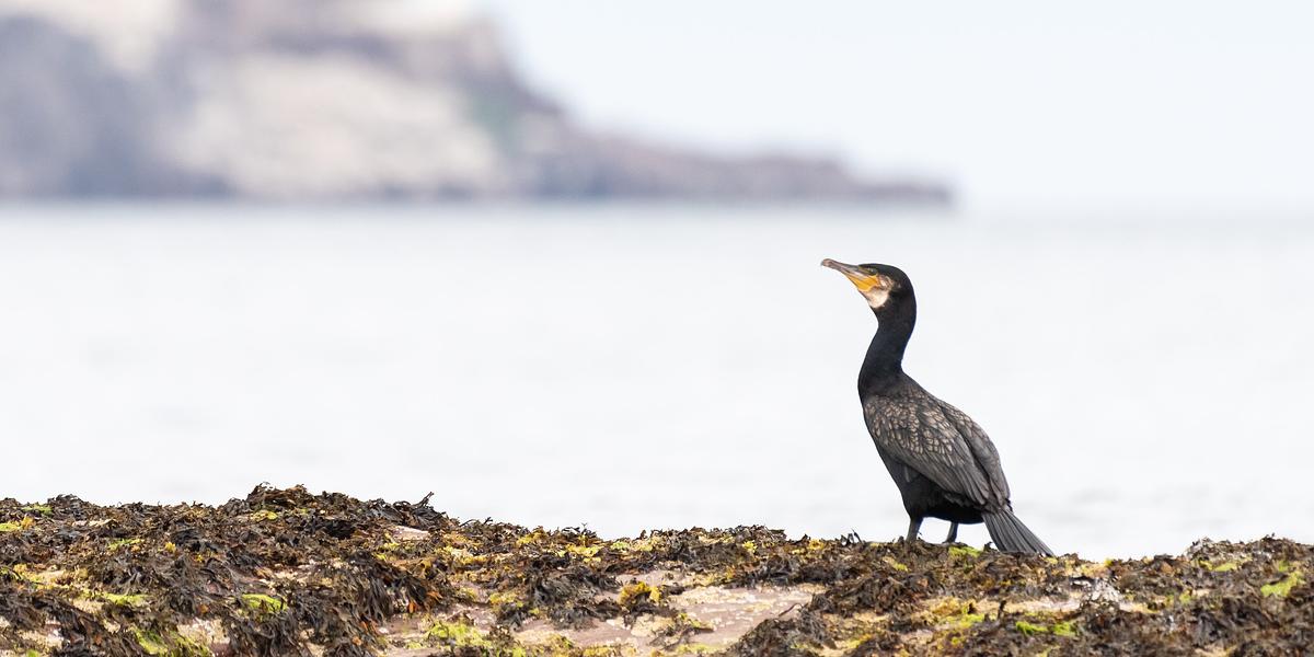 Scottish Seabird Centre