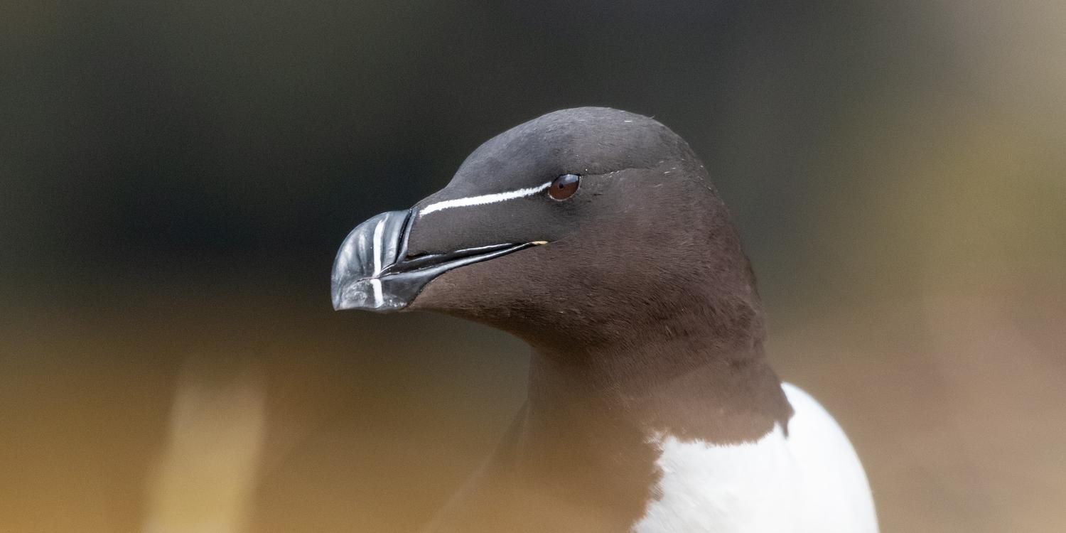 Scottish Seabird Centre