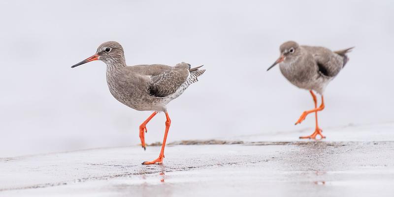 Scottish Seabird Centre