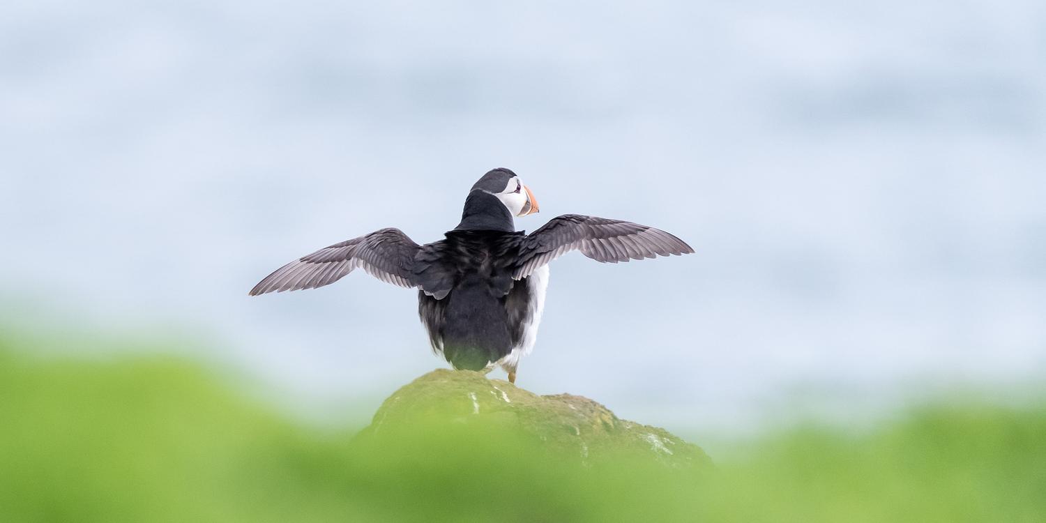 A conservation win for Scotland’s threatened seabird species - Scottish ...