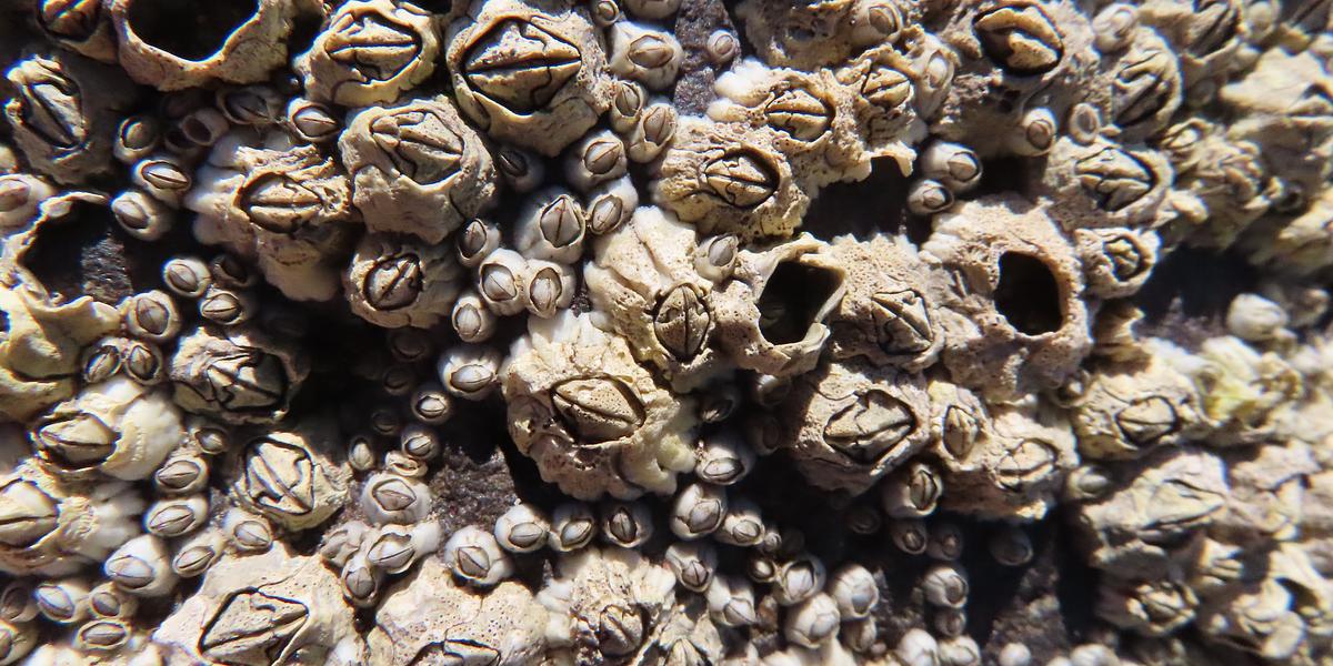 Scottish Seabird Centre