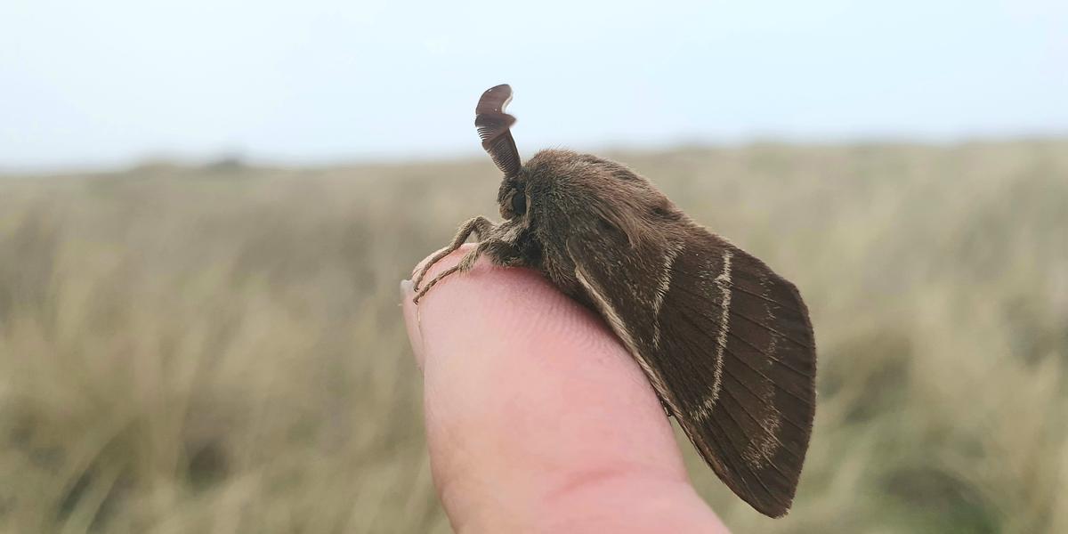 Meetings with Moths - Scottish Seabird Centre