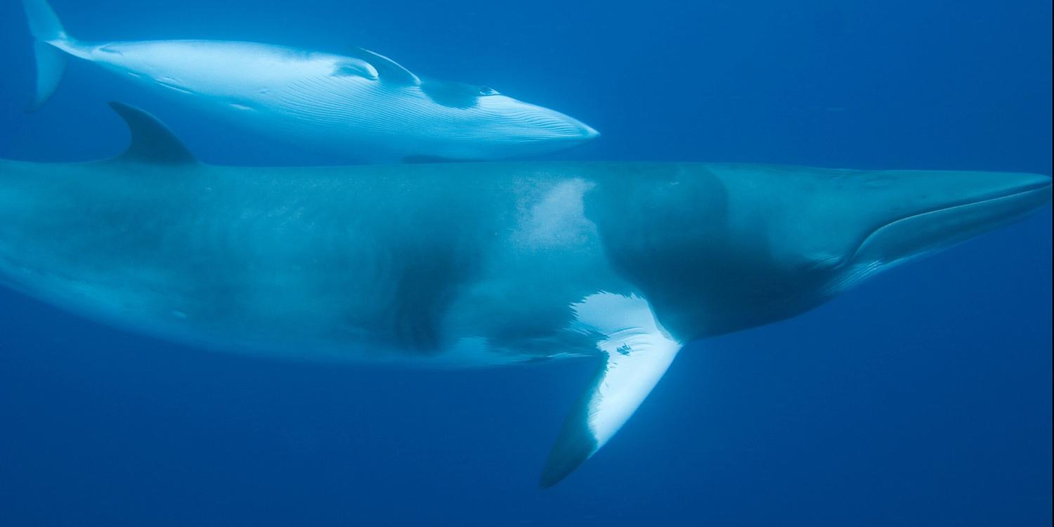 Scottish Seabird Centre