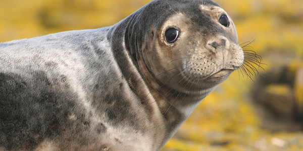 A comparison of Grey seals and Harbour seals - Scottish Seabird Centre