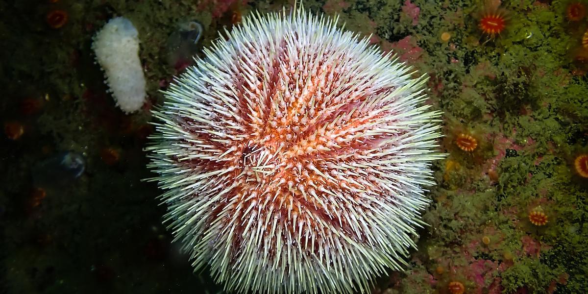 Scottish Seabird Centre