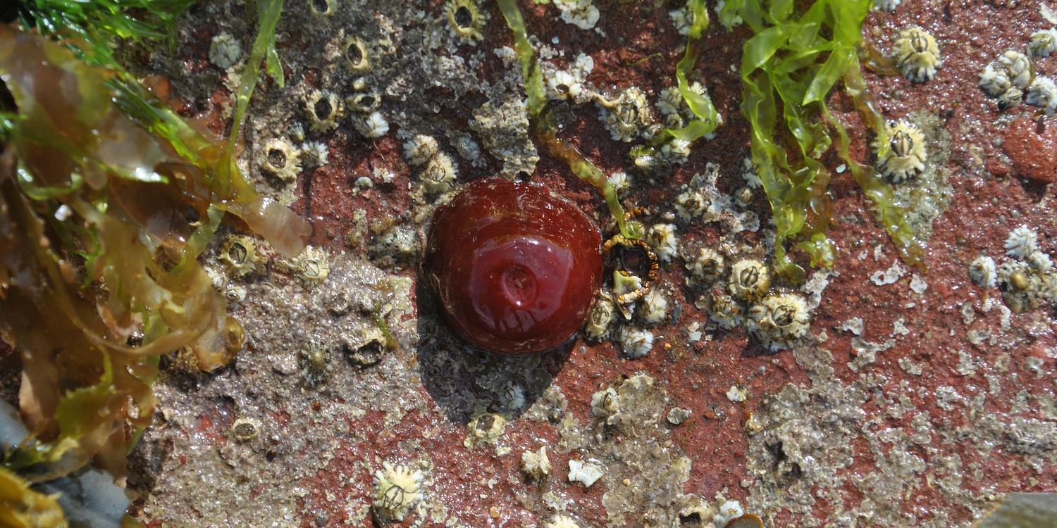 Scottish Seabird Centre