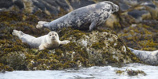 The Impacts of Human Disturbance on Seals - Scottish Seabird Centre