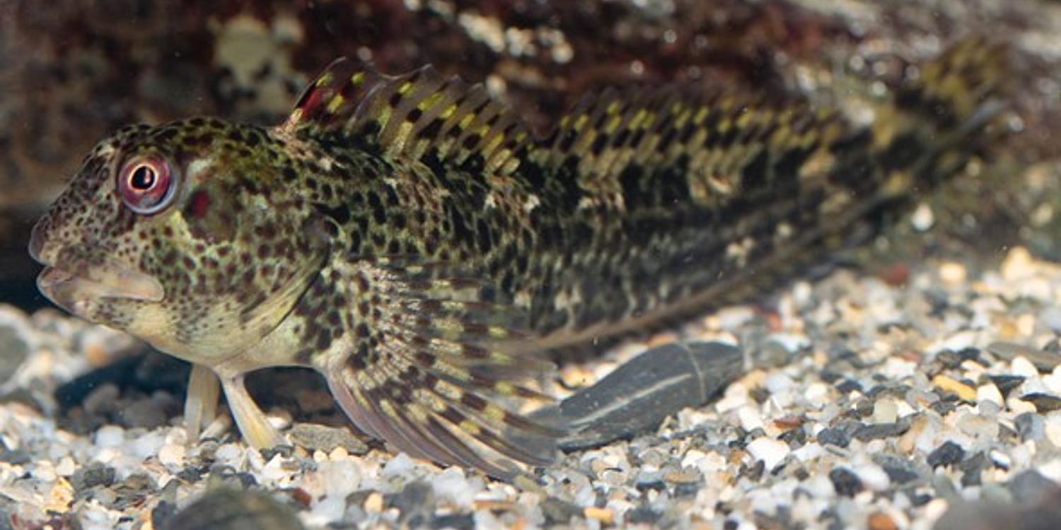 Scottish Seabird Centre