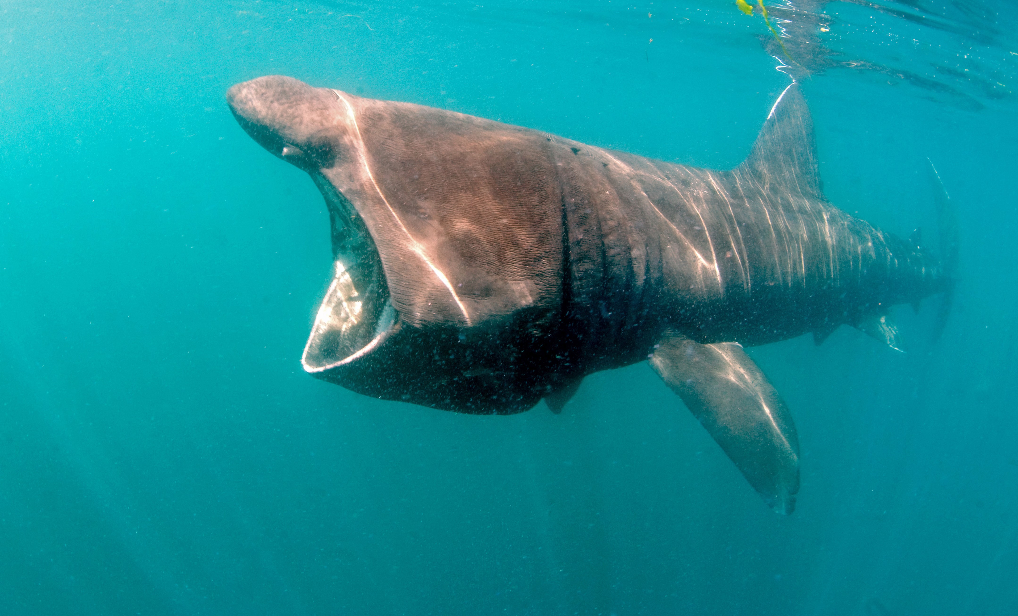 Meet the Scientist: Making Space for Sharks in a Busy Ocean with Dr ...