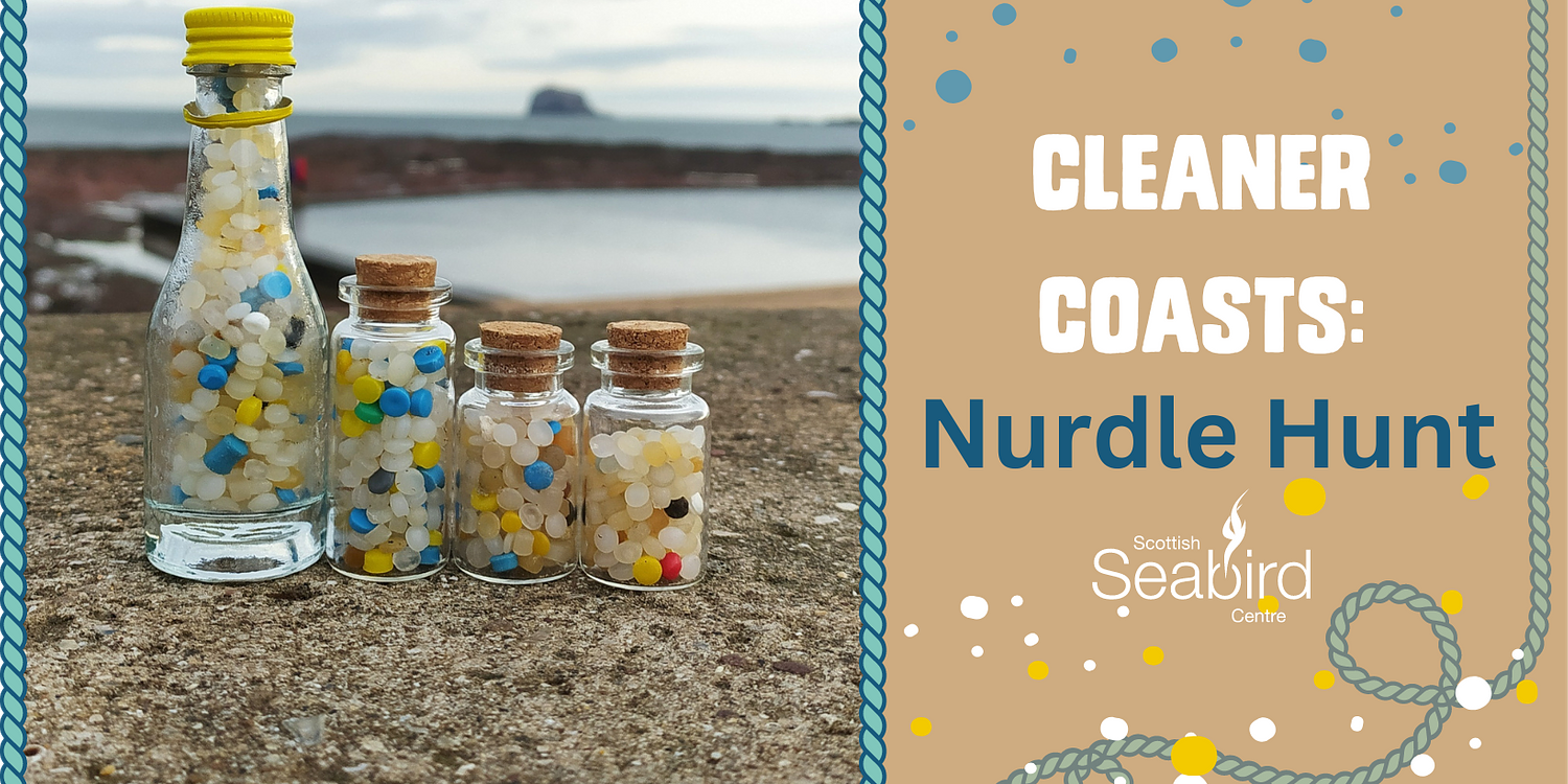 Cleaner Coasts: Nurdle Hunt - Scottish Seabird Centre