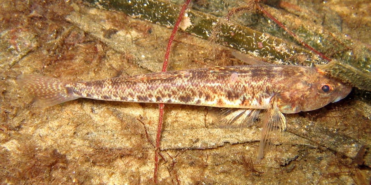 Scottish Seabird Centre