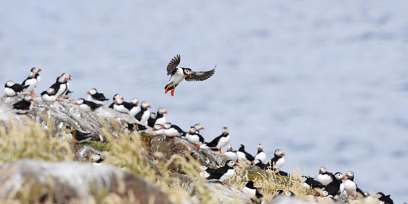 Seabirds Returning to Scotland in Spring - Scottish Seabird Centre