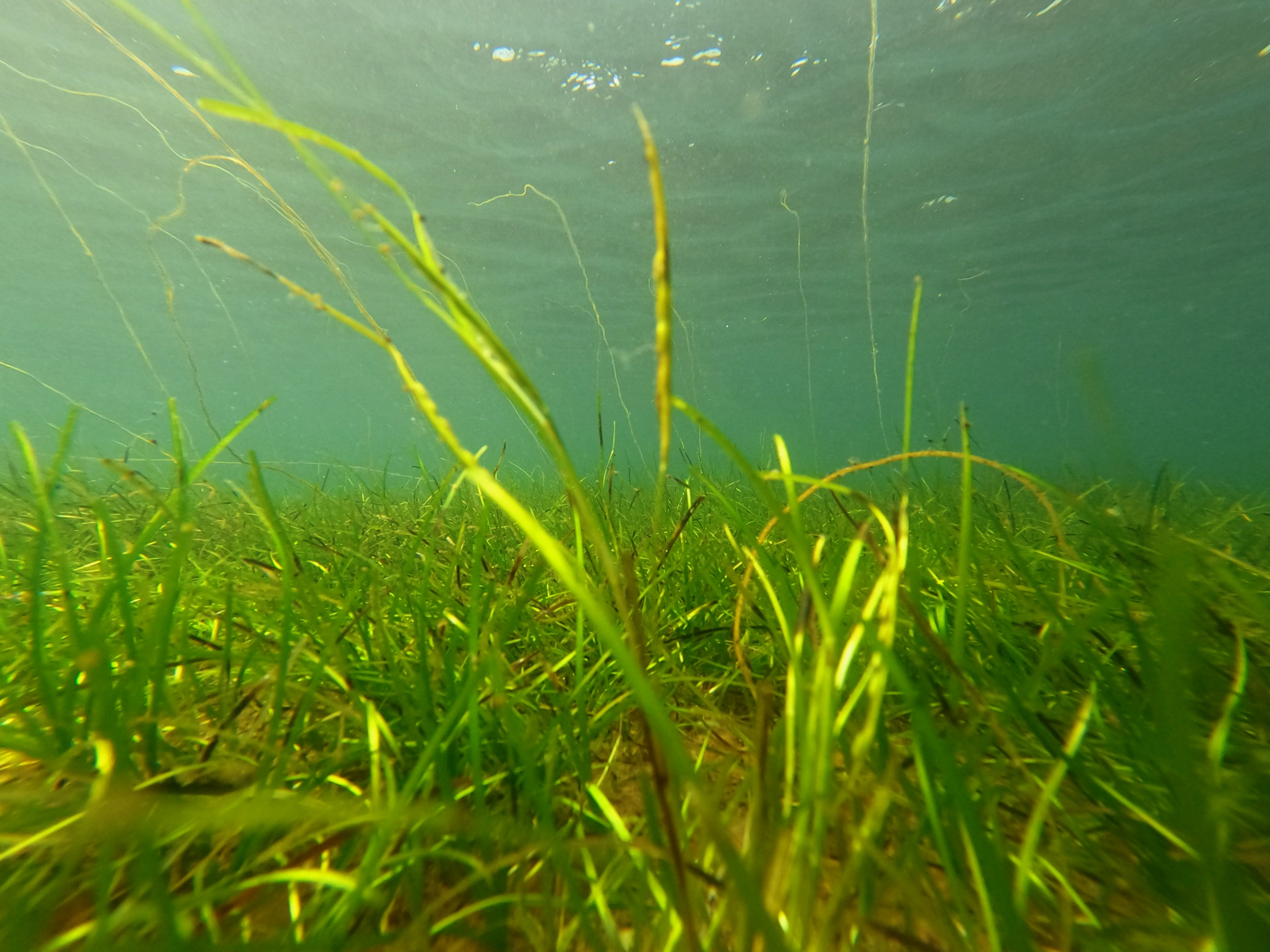 Marine Fest - Restoring Seagrass in Scotland Talk - Scottish Seabird Centre