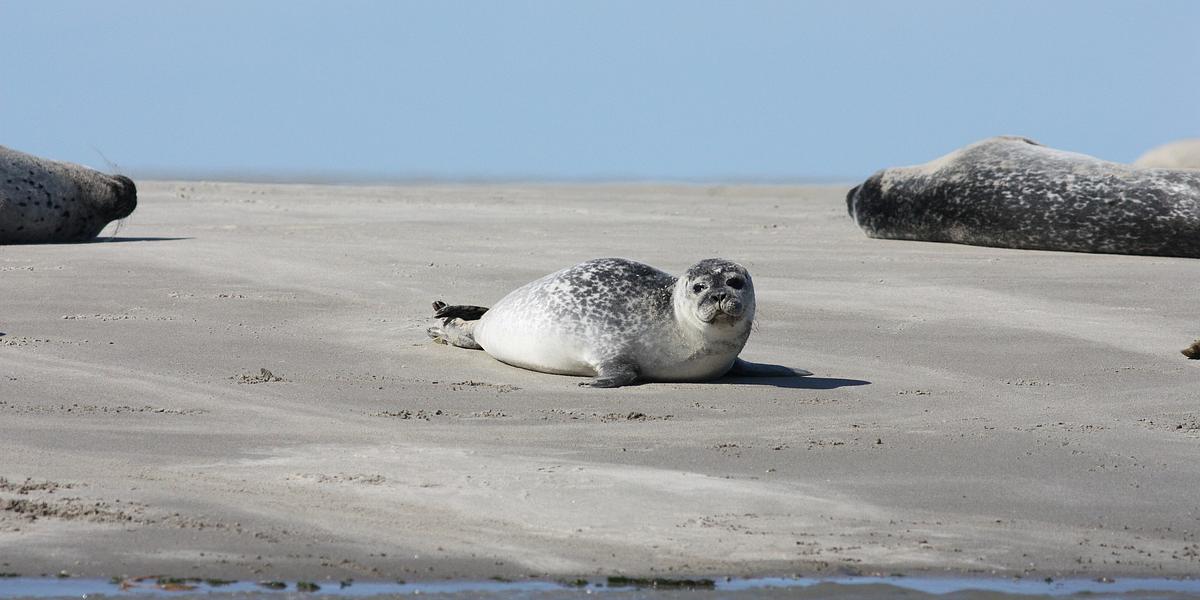 Scottish Seabird Centre
