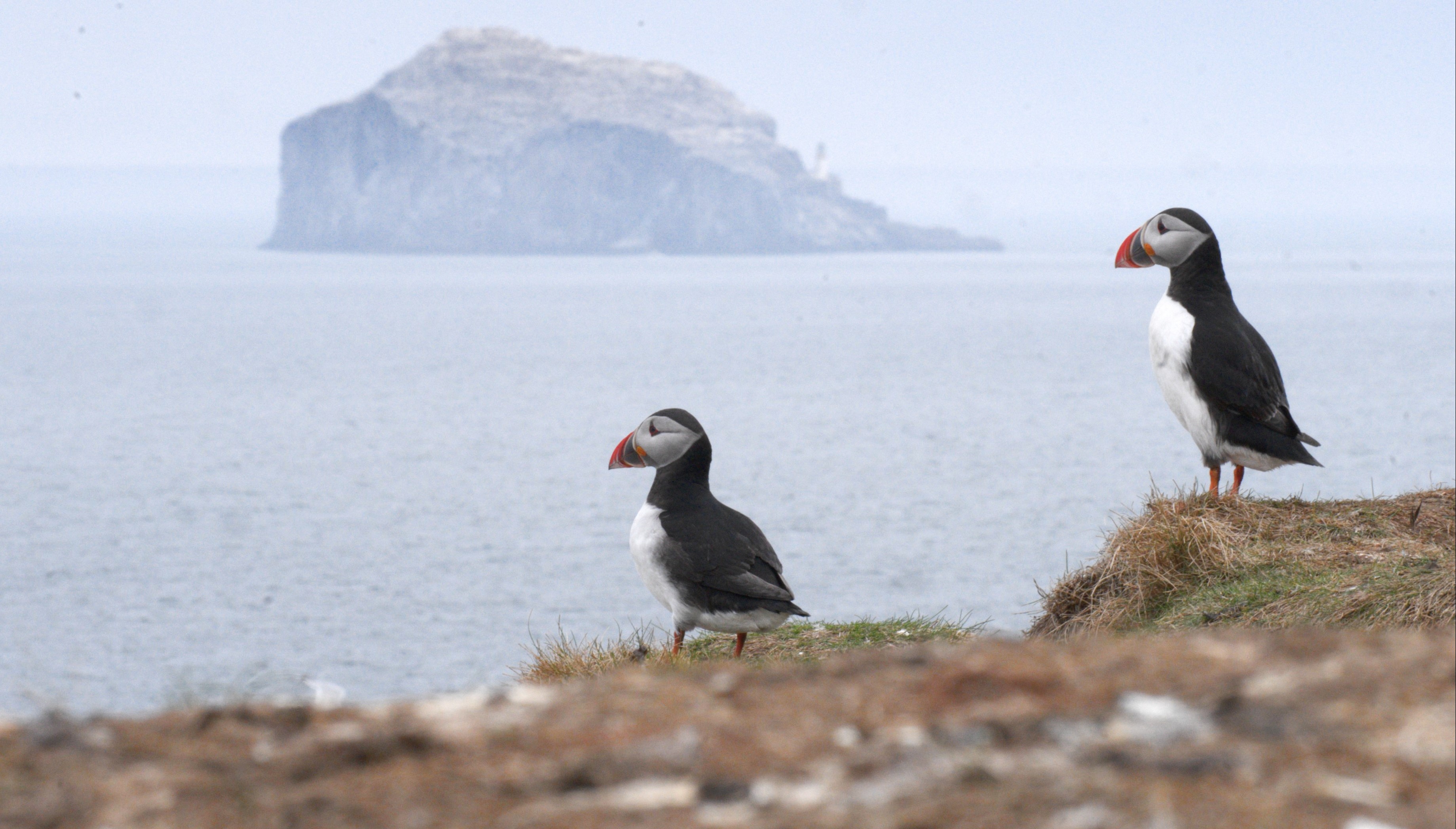 Marine Fest - Island Life: Wildlife & Conservation on Our Local Islands ...