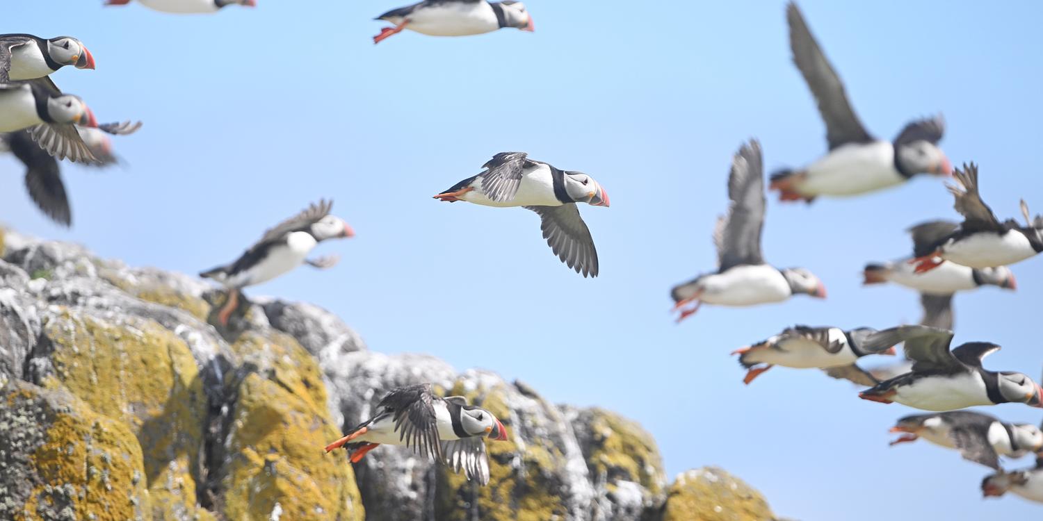 Live webcams on seabird colonies in the Firth of Forth - Scottish ...