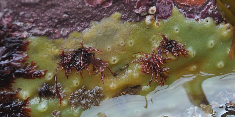 Scottish Seabird Centre