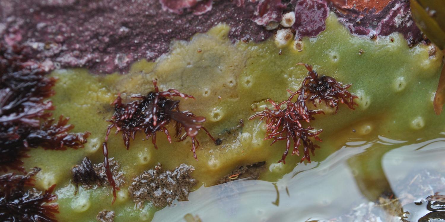 Scottish Seabird Centre