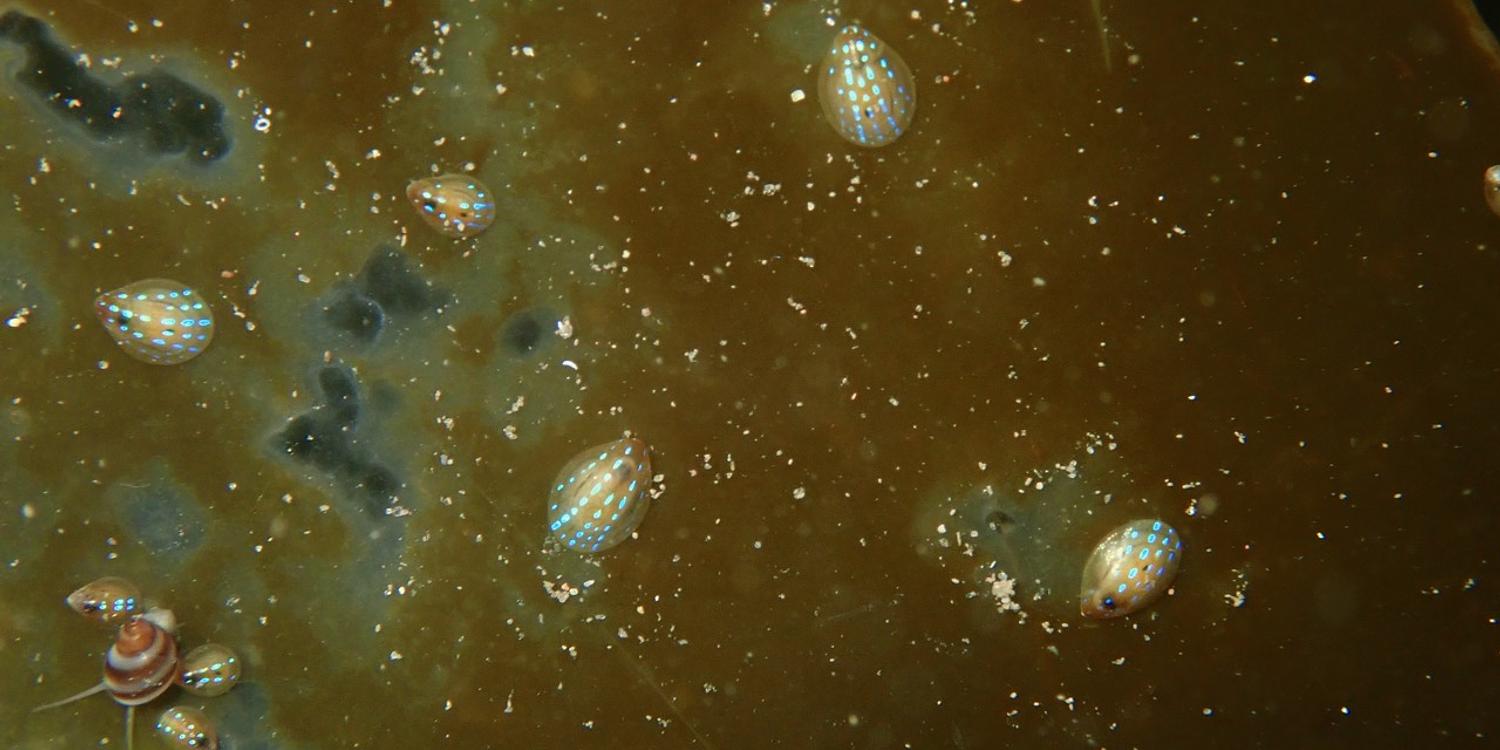 Scottish Seabird Centre